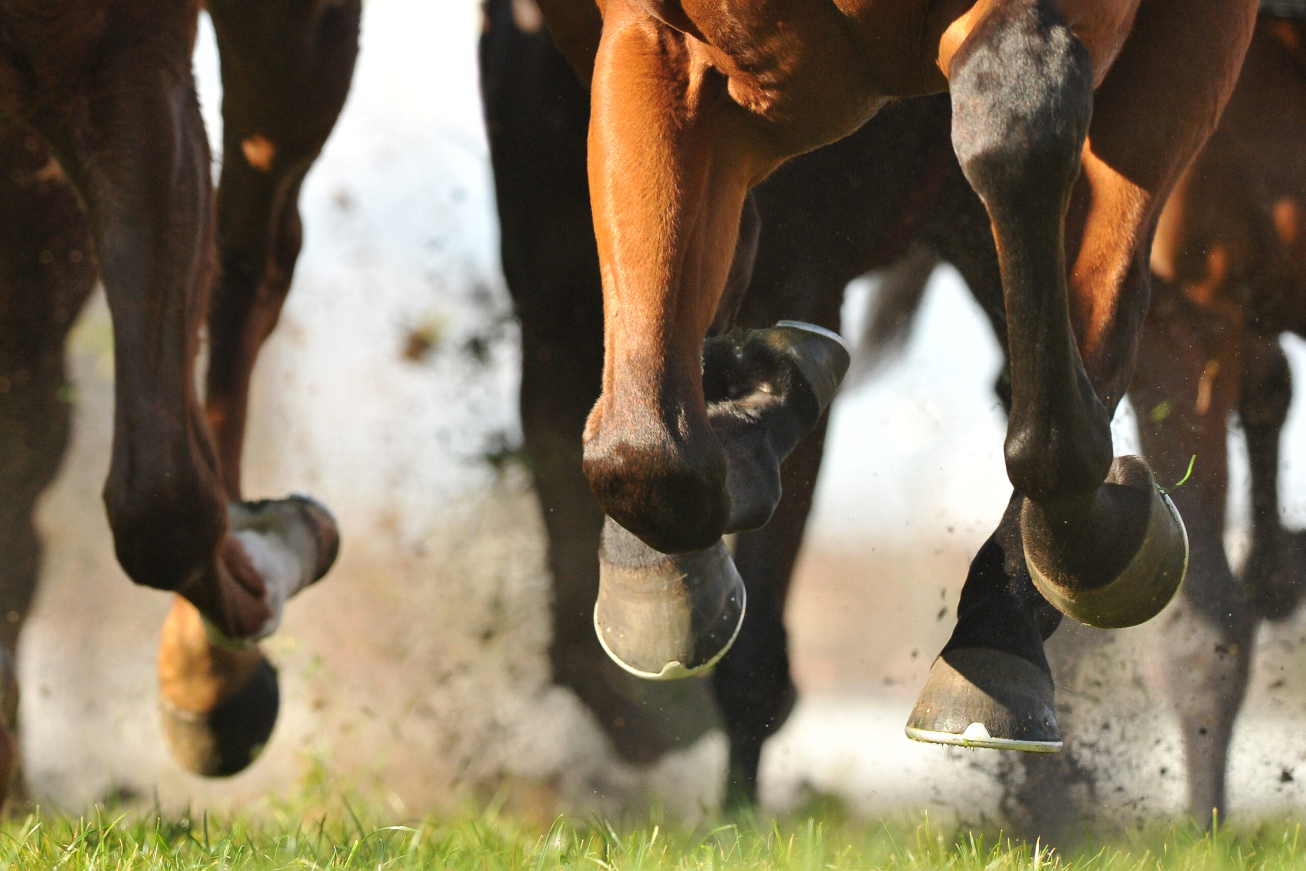 5 Must Visit Horse Racing Venues In Ireland Best Irish Racecourses